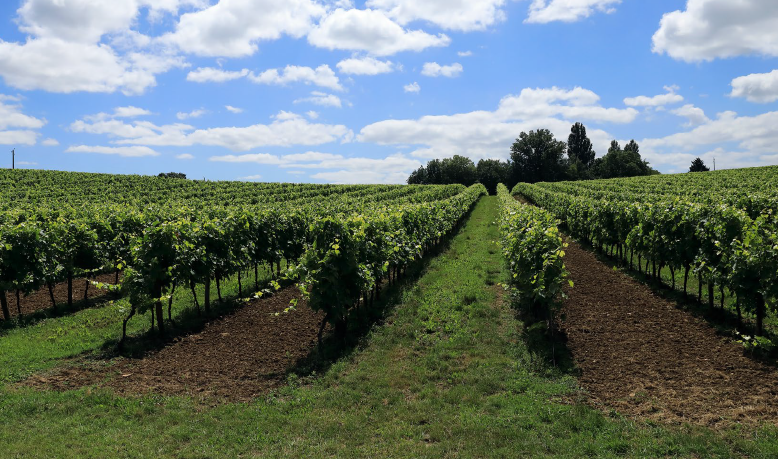 The vineyard landscape: a landscape shaped by man | Culture Cognac
